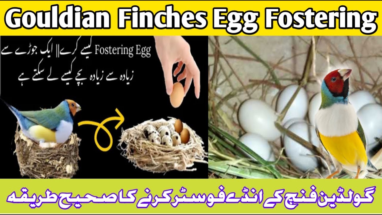 Gouldian Finches Egg Fostring and Hatching | How to Foster Egg | Egg ...