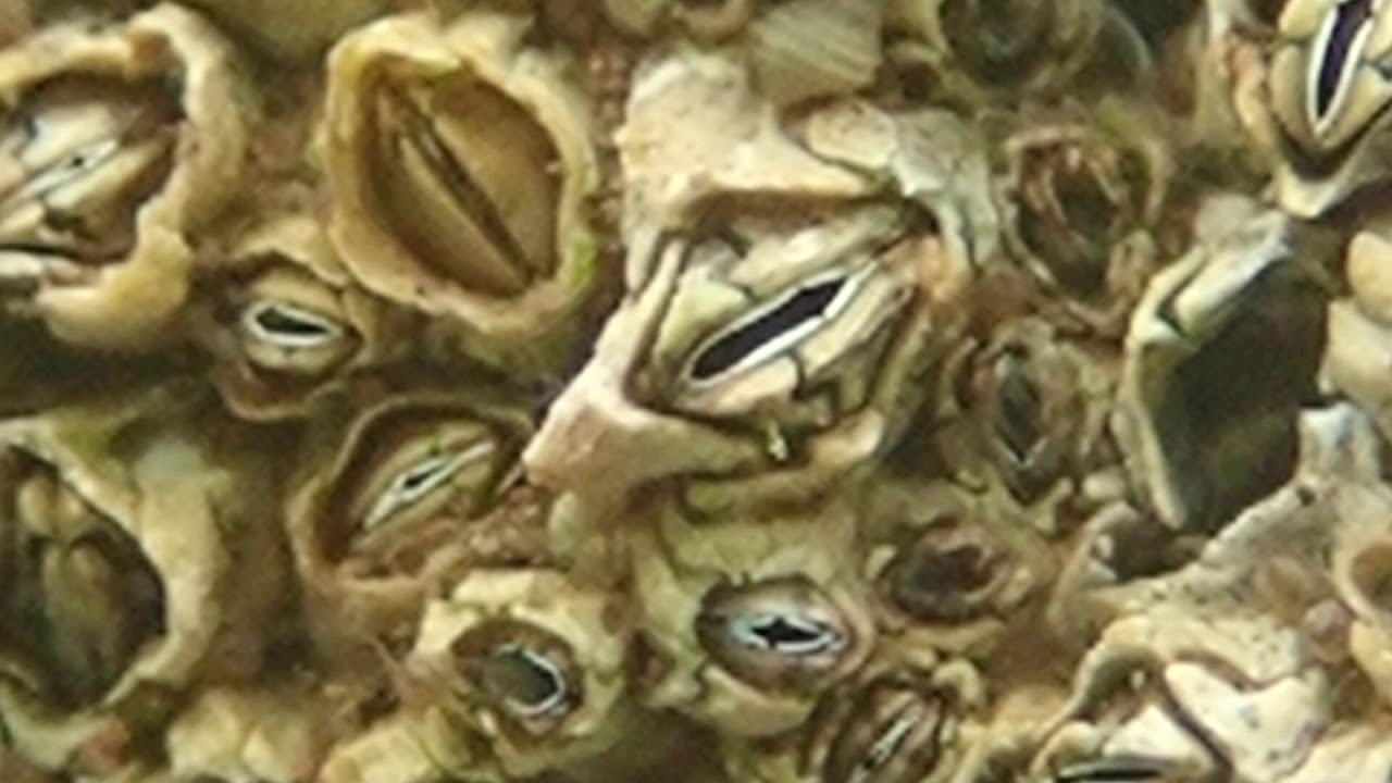 Barnacles feeding on a wall in slow motion - YouTube