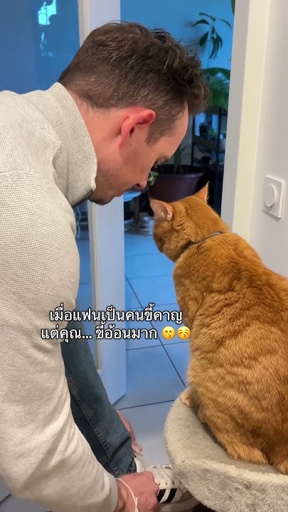 มรดก จะตกที่ใครกันเล่า? #แมวส้มจอมซน #cat #catlover #cats #แมวส้ม - YouTube