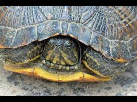 How to mount a FULL turtle shell - YouTube