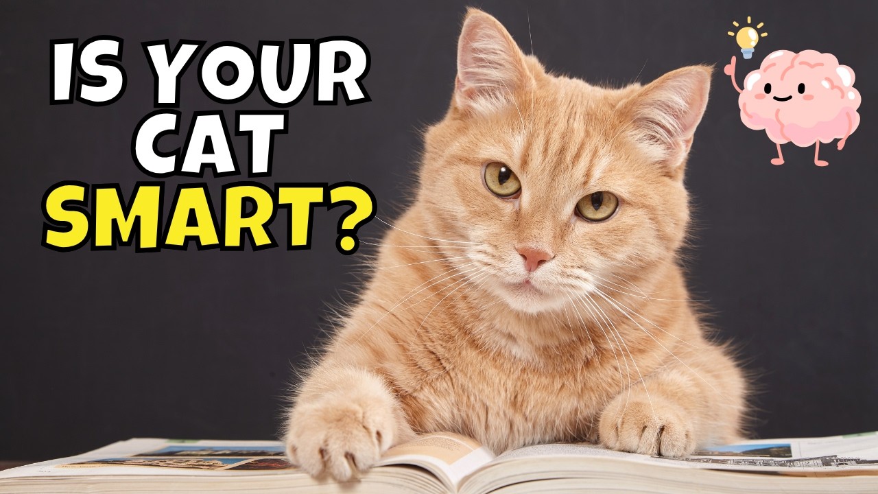How to Test Your Cat’s Intelligence (How Smart Are Cats?) - YouTube
