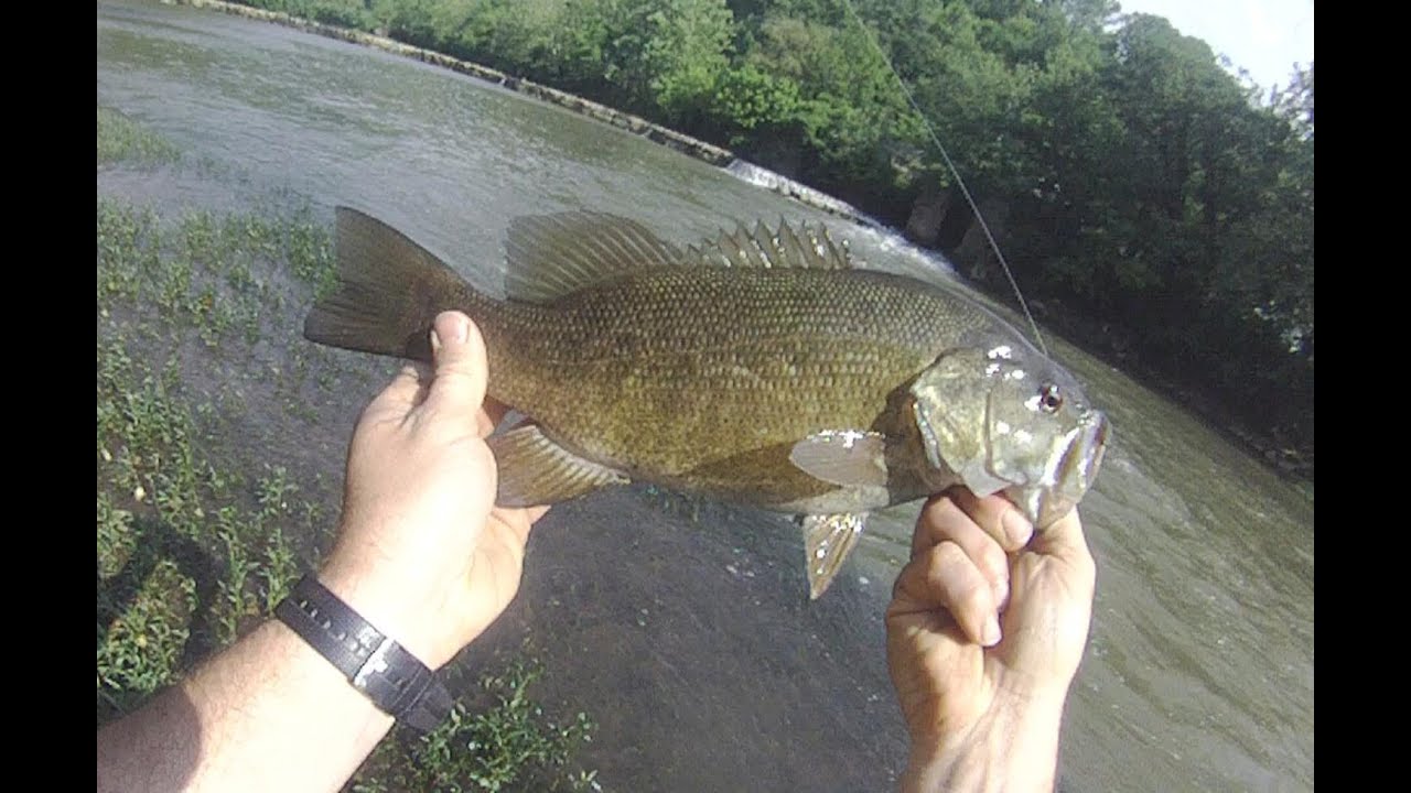Awesome fishing video : the west fork river. Smallmouth bass fishing ...
