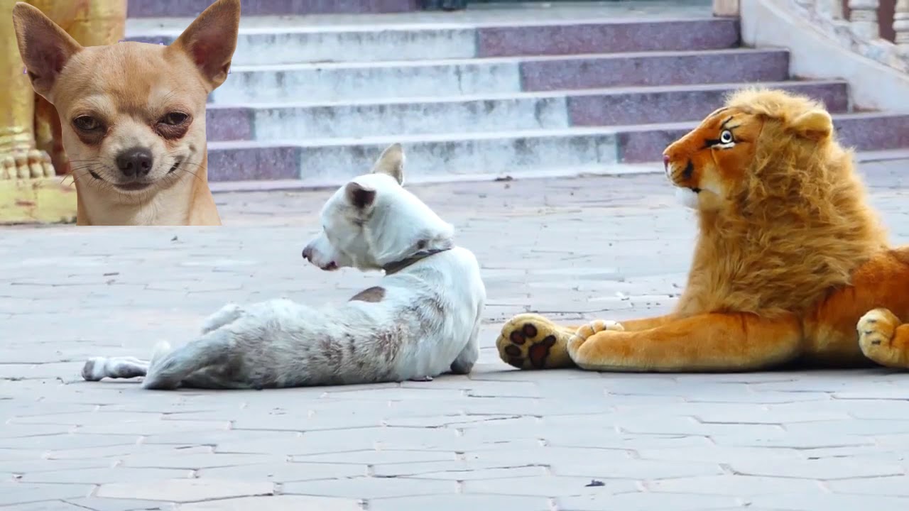 Fake Lion prank Dogs | Very funny video | can't stop laugh - YouTube