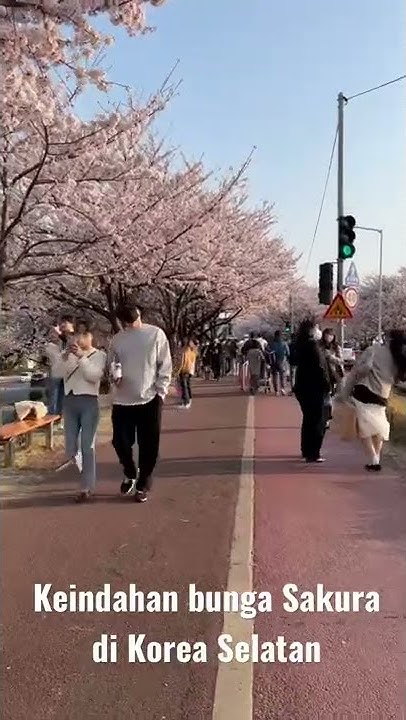 Bunga Sakura di Korea Selatan - YouTube