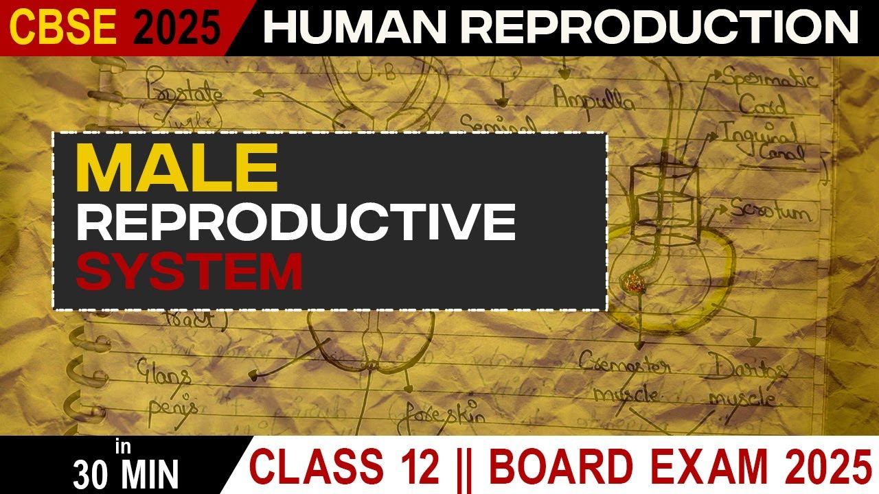 Human reproduction class 12 || Male reproductive structure in 30 min ...