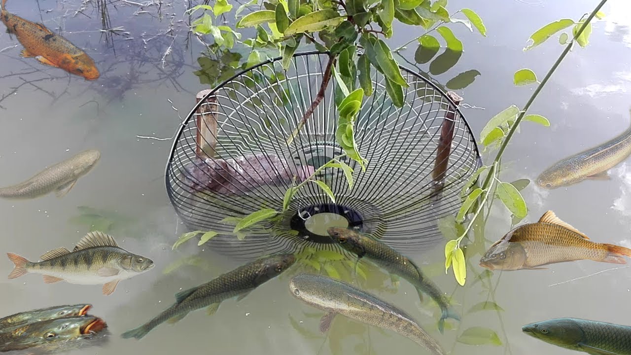 Amazing Fan Guard Fish Trap! Smart Boy Creative Fish Trap Using Fan ...