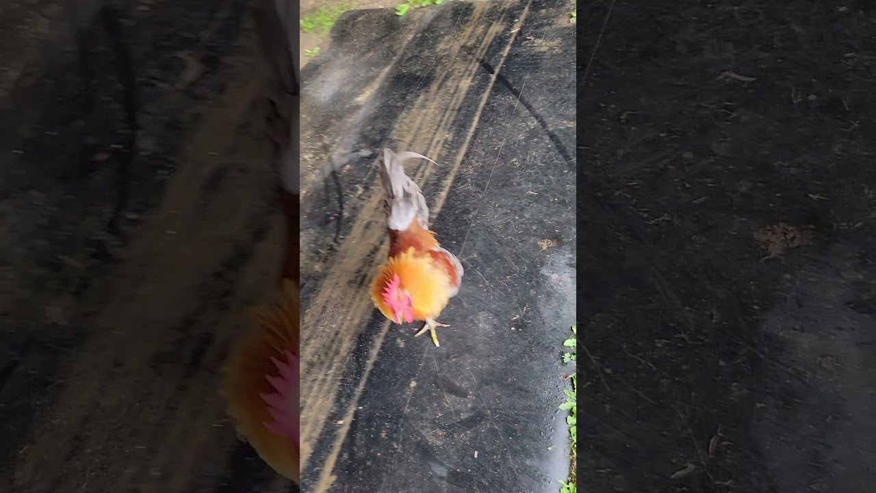 Rooster Chases Me Across the Farm || ViralHog - YouTube