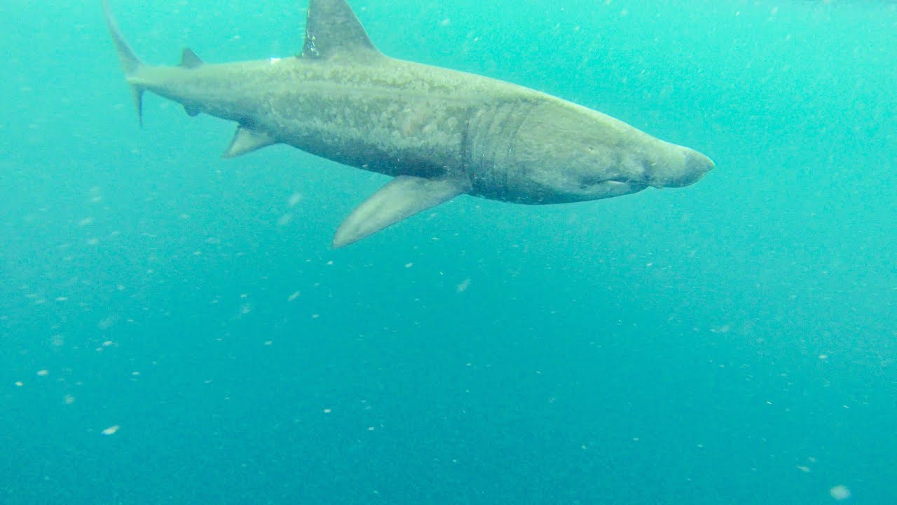 Swimming With Sharks in Scotland - August 2014 - 8th Day Adventure ...