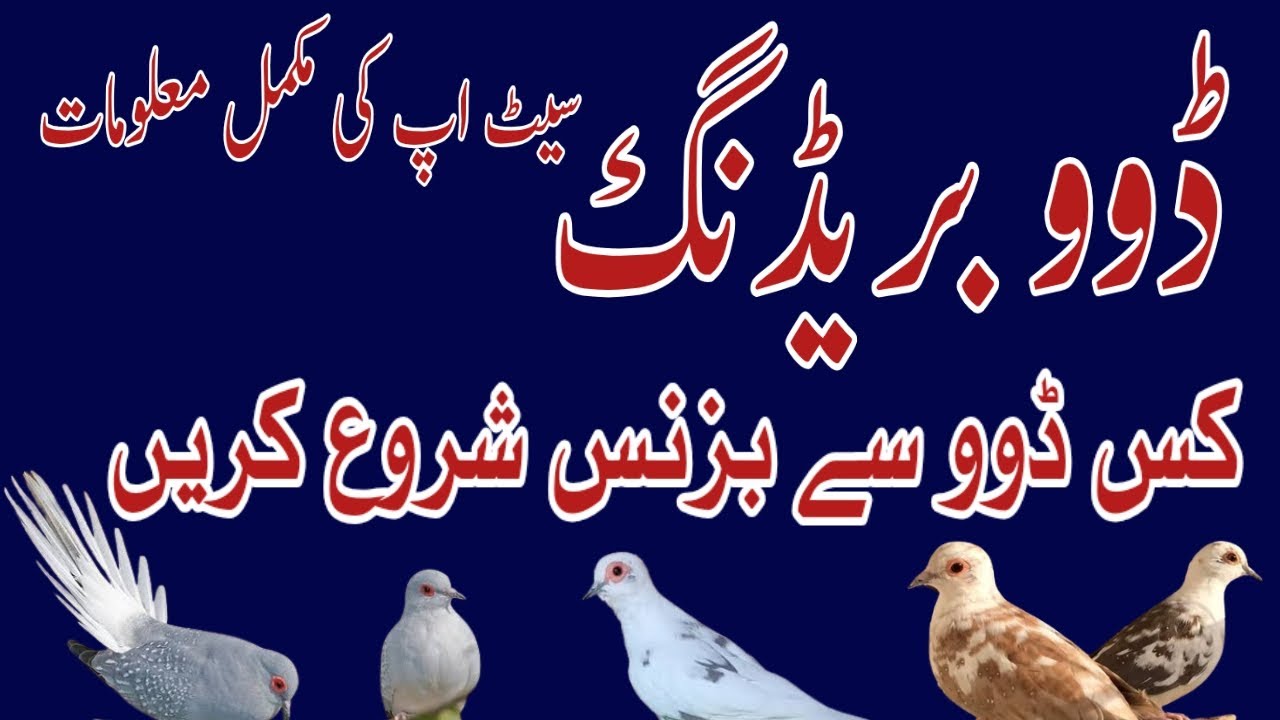 Dove Breeding setup | Dove information | Dove breed | Dove Breeding ...