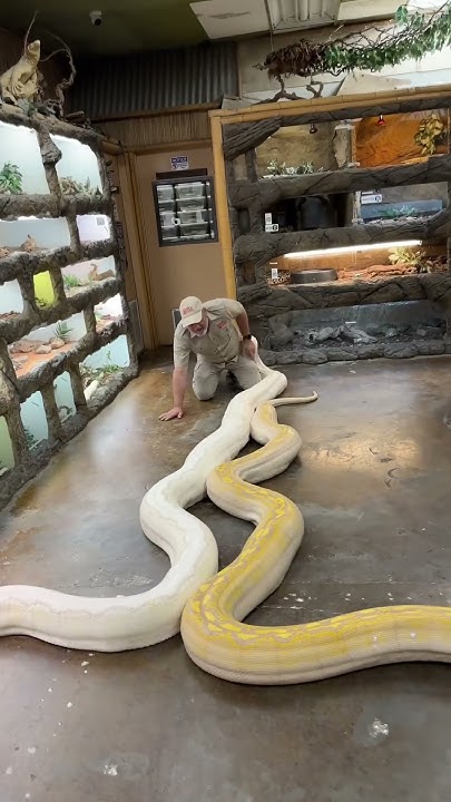Two of the largest snakes in the world reticulated pythons #world #wow ...