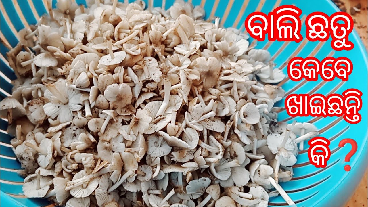 ବାଲିଛତୁକୁ ଏମିତିବନେଇଖାଆନ୍ତୁ ତ ‼️ Bali chhatu recipe mushroom recipe Odia ...