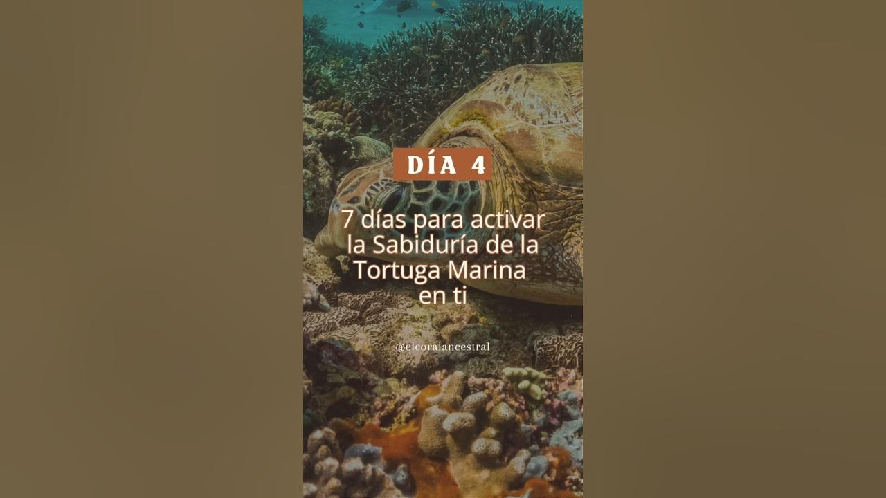 🐢 Día 4 – El secreto de la Tortuga Marina: pausar y recargar - YouTube