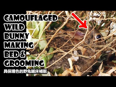 Camouflaged wild bunny making bed, grooming, and napping under bushes ...