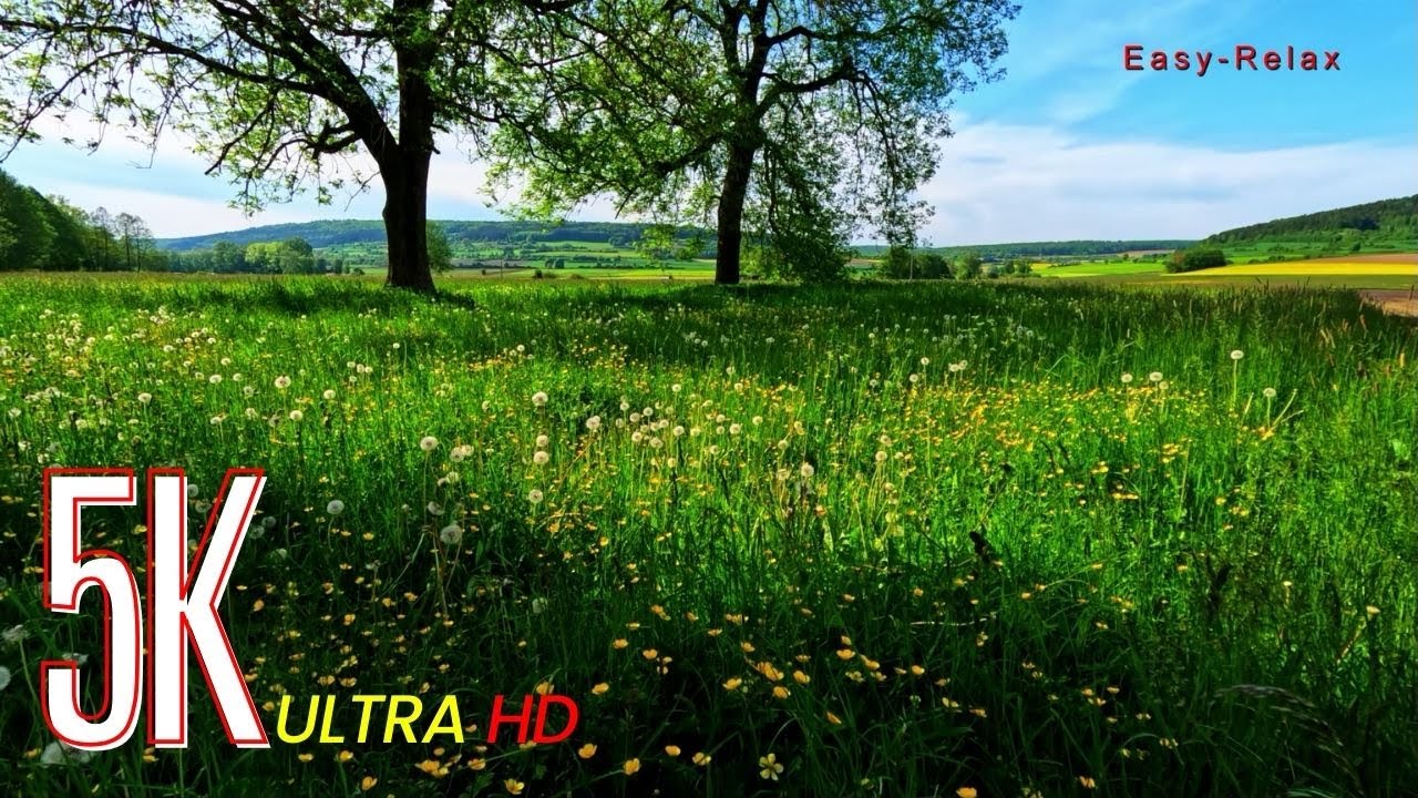 Magical flower meadow: relaxation with bird song in a green idyll ...