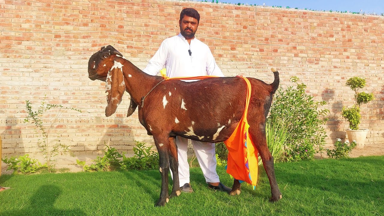 Biggest Goats Ever - Famous Goats Of MGF Goat Farm - YouTube