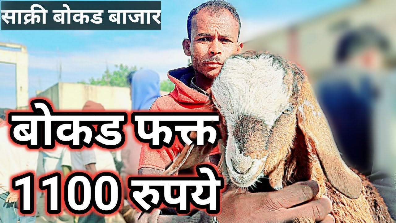साक्री बोकड बाजार : bokad palan : बोकड पालन - YouTube