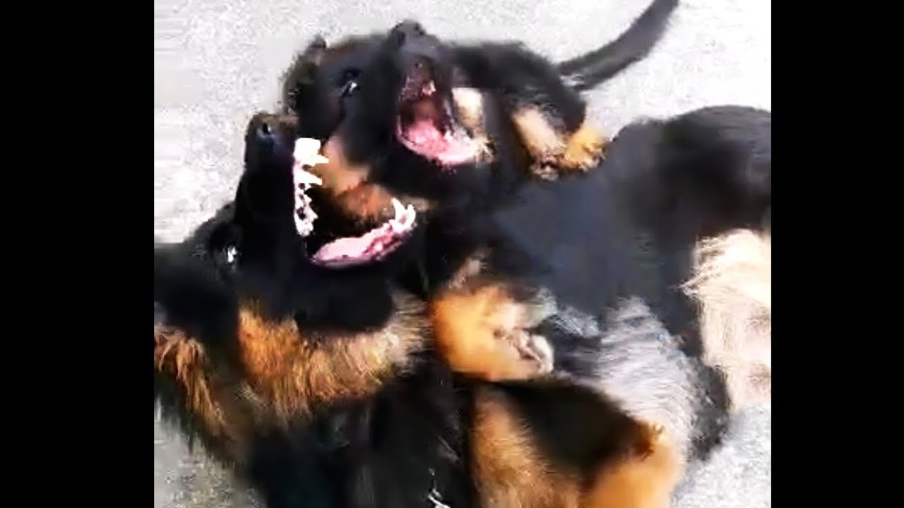11 weeks old German Shepherd puppy. German Shepherds fight - play ...