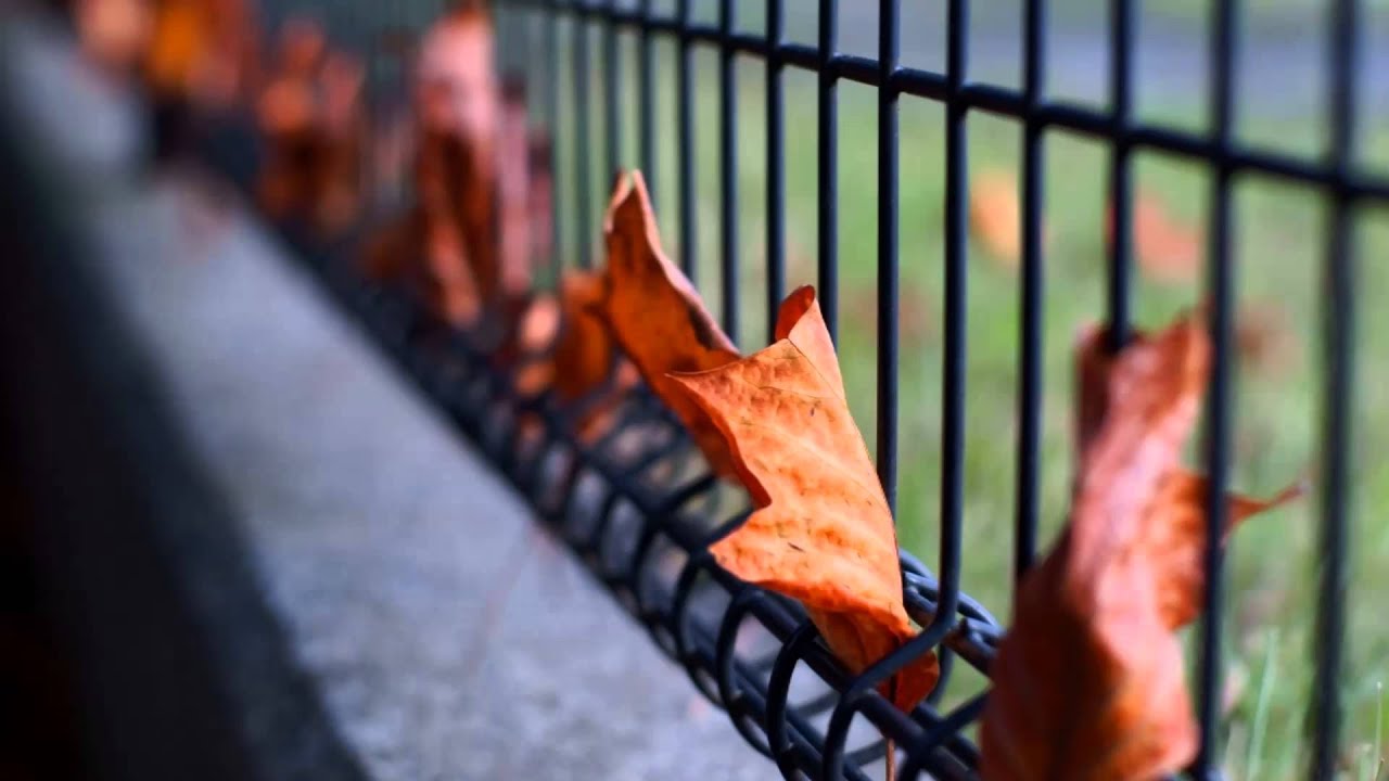 Skyler Liu - Autumn - YouTube