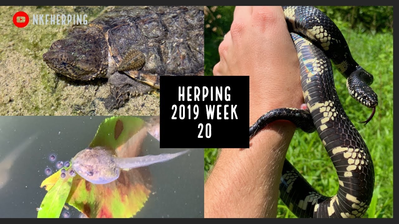 Backyard Kingsnake, Snapping Turtle, and Cannibal Tadpoles - YouTube