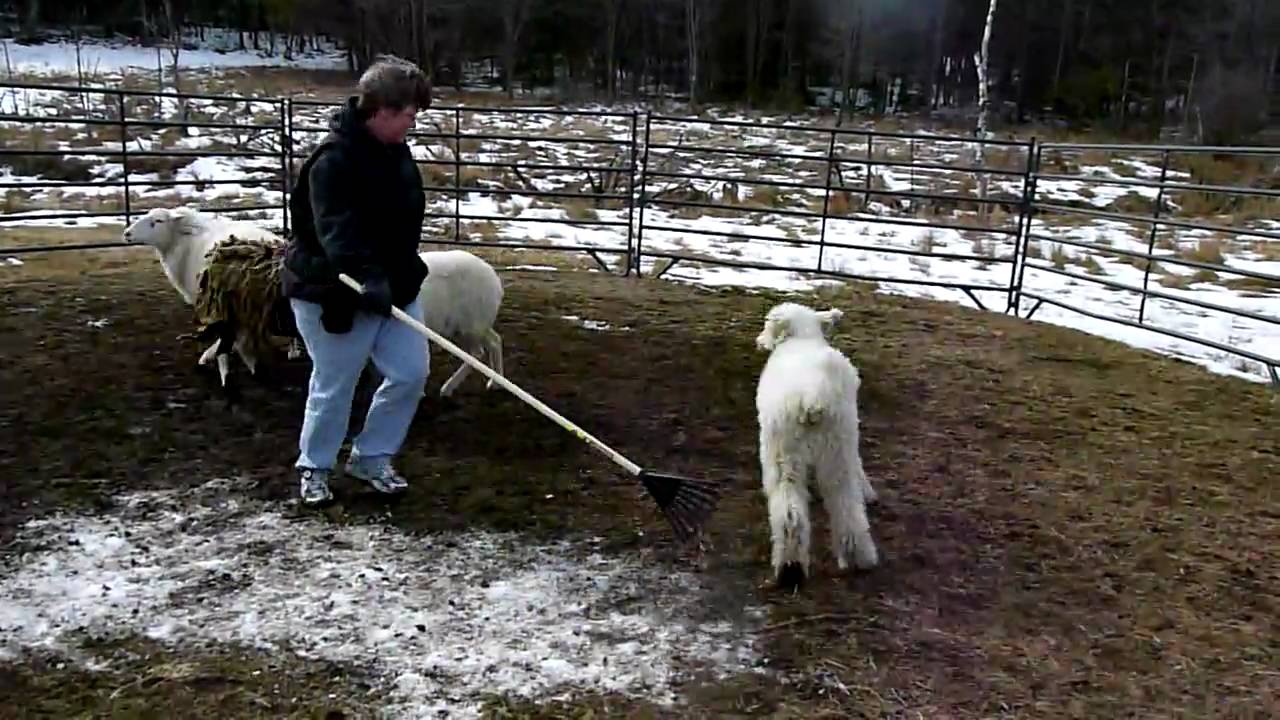 Cole, the big poodle, sheep herding - YouTube