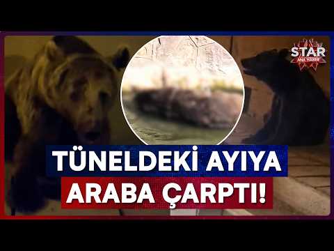 Tünele Giren Ayıya Araba Çarptı, Kurtarılmaya Çalışılırken 10 Metrelik Uçurumdan Düştü!