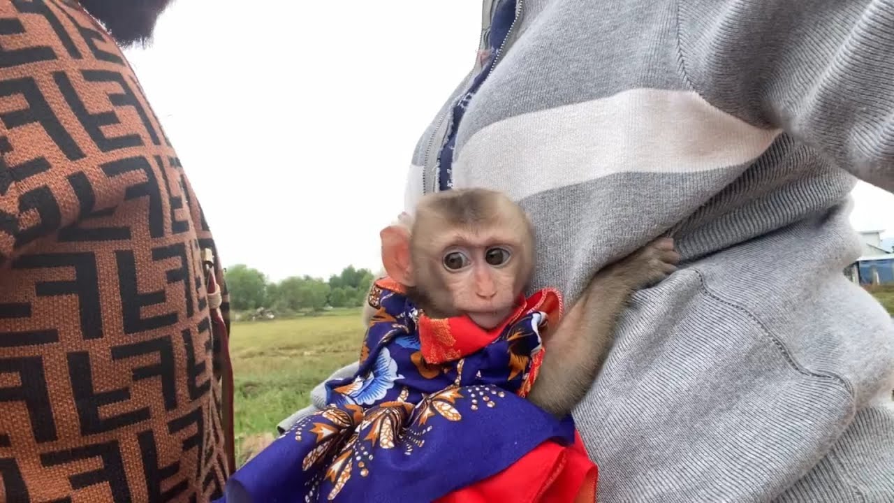 BB mnkey ridding motor with mom & untie to visit at the rice field ...