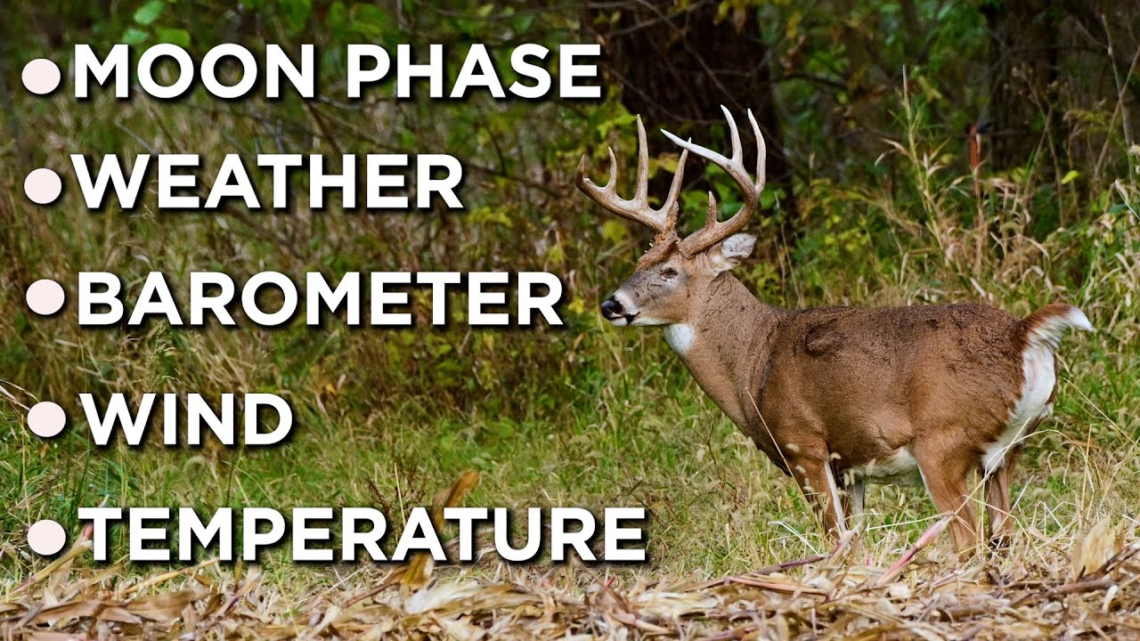 WHAT Conditions ACTUALLY Affect Deer Movement?!? | Moon Phase ...