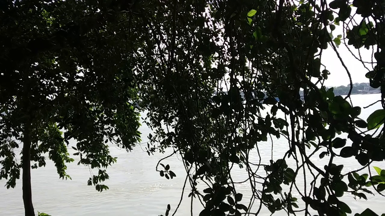Ganga River Bank | Tree Shades Beside Ganga River Bank | From'S YouTube ...