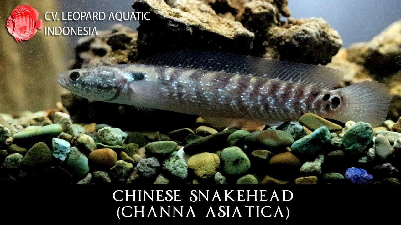 Channa asiatica THE CHARMING Chinese Snakehead. (Leopard Aquatic G046A ...
