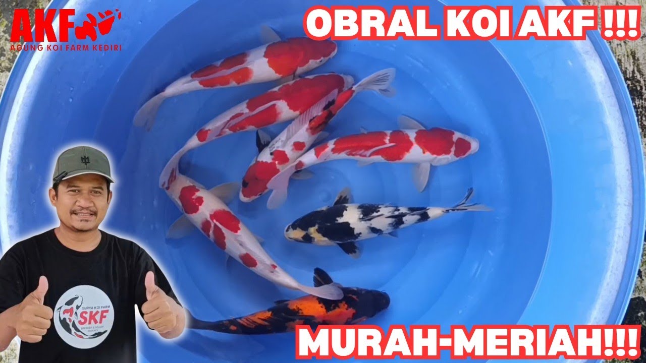 Obral Koi AKF!!! Ikan Joss Harga Murah-Meriah!!! - YouTube