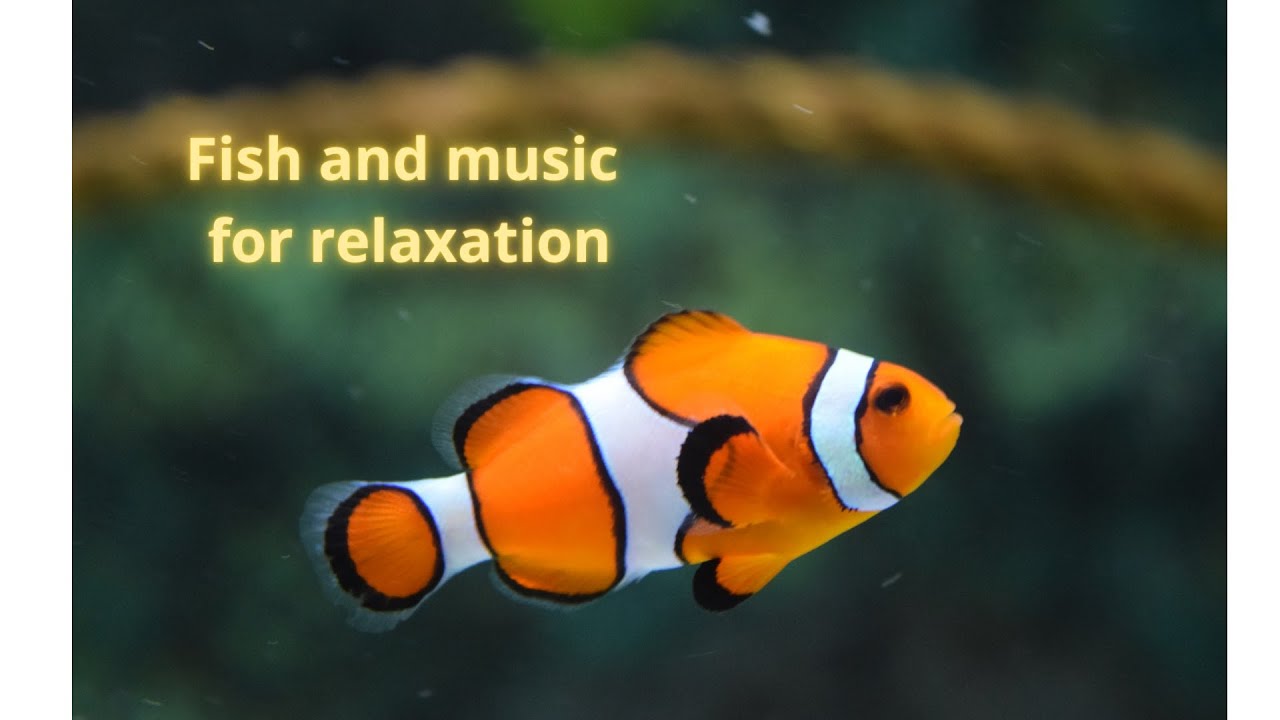 FIsh and sound/A lot of exotic fish under the calm music milking ...