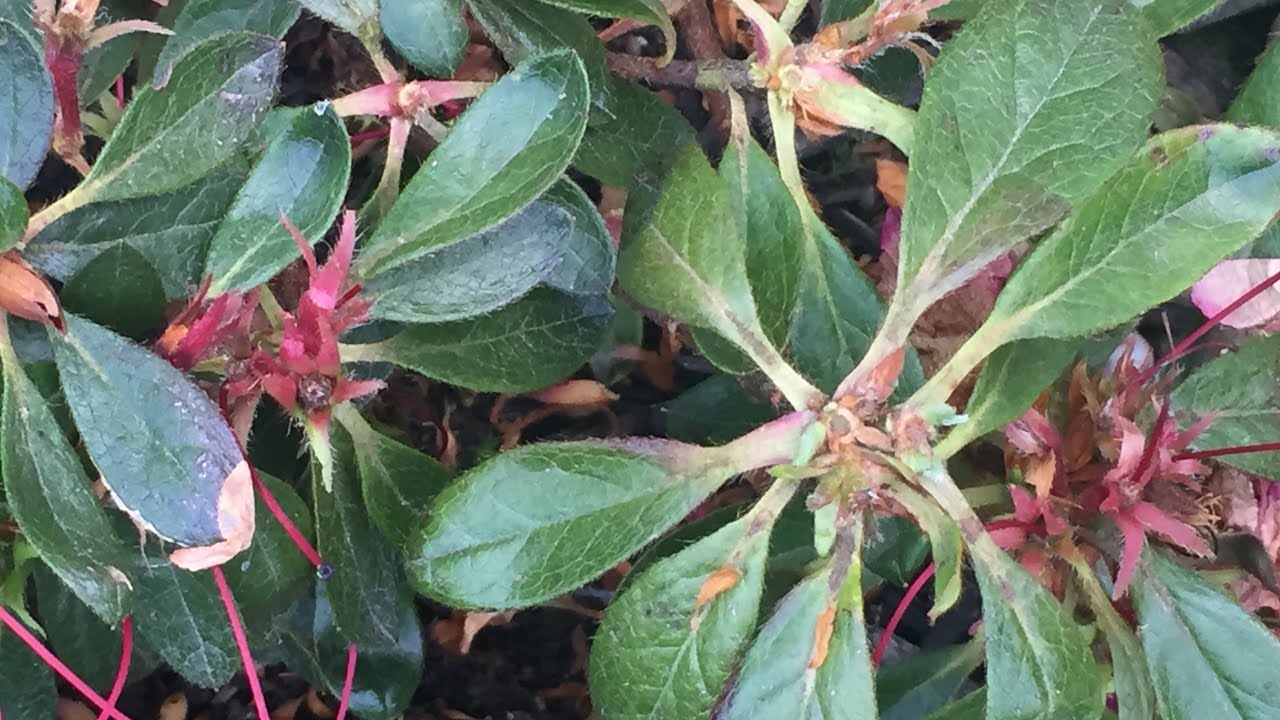 After Bloom Prune, Reblooming Azalea (Bloom-A-Thon Red) - May 31, 2020 ...