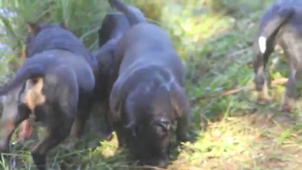 Mutant Pitbull American Pocket Bully Exotic Amichetti Dax Gottyline Pax ...