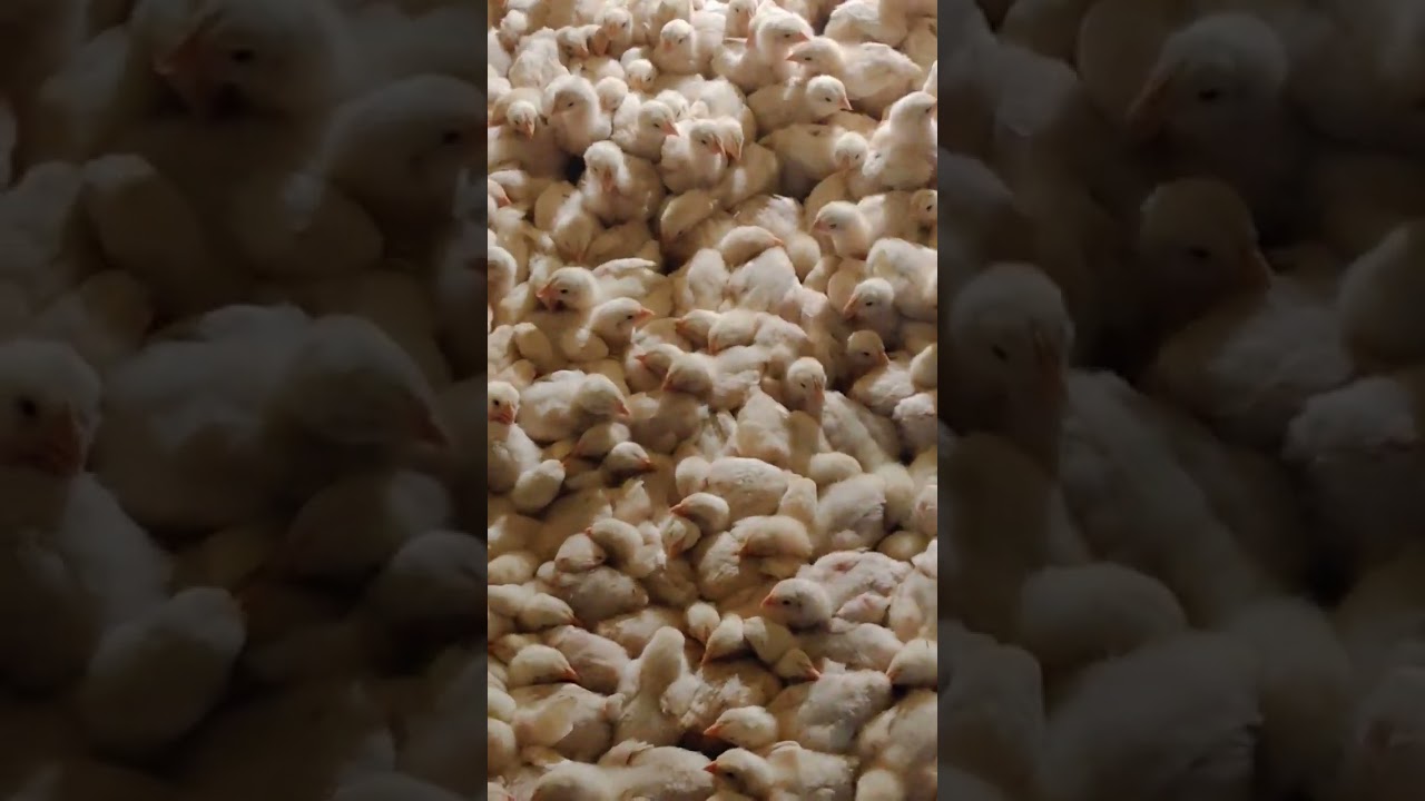 @Azmath Pasha Poultry ChiKS @Creative class @ SARIKA #shorts #kaunain ...