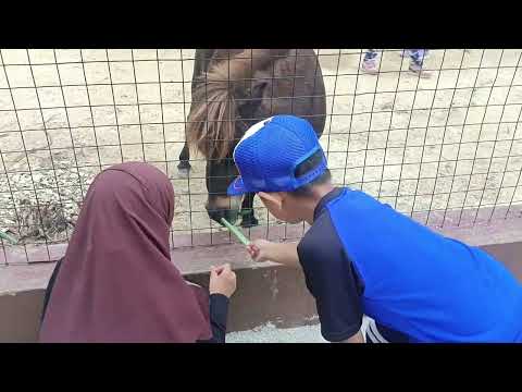 JOM PERGI HUSSIN FAUZI FARM AT TAMAN BOTANIK SHAH ALAM - YouTube