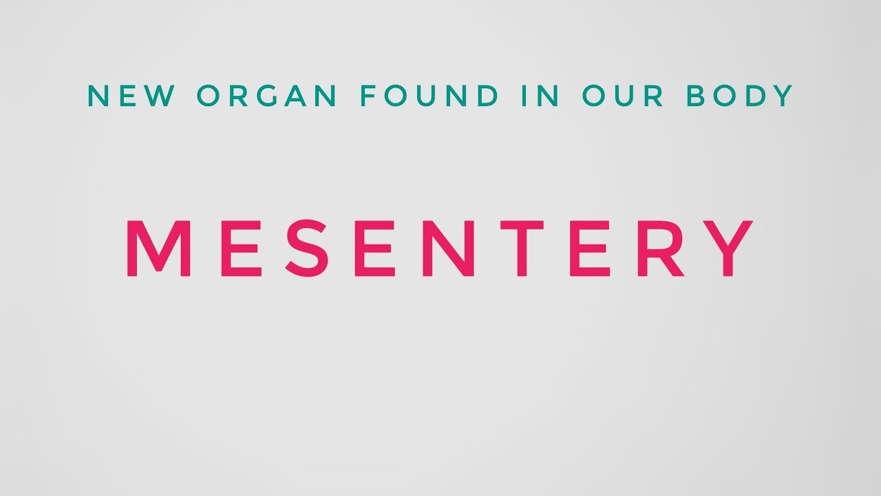 NEW ORGAN FOUND- MESENTERY - YouTube