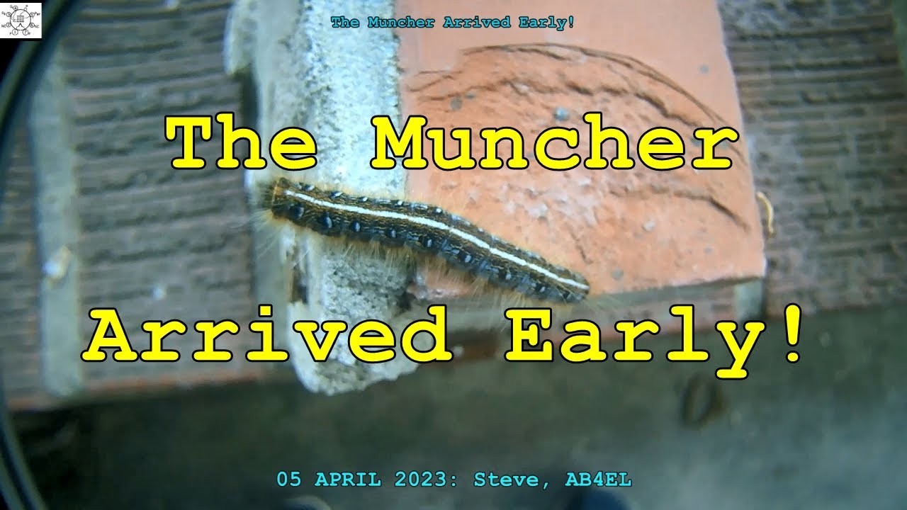 The Muncher Arrived Early! - YouTube