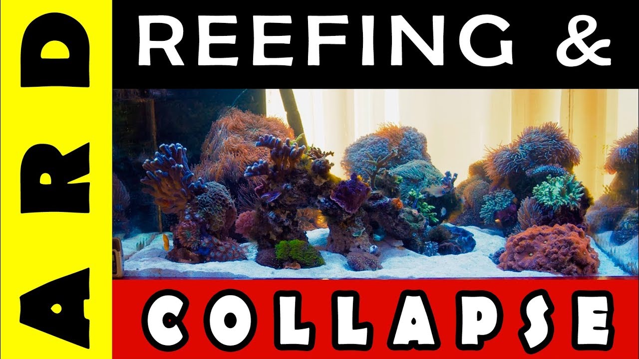 About reef tanks, forget-me-nots and collapse - YouTube