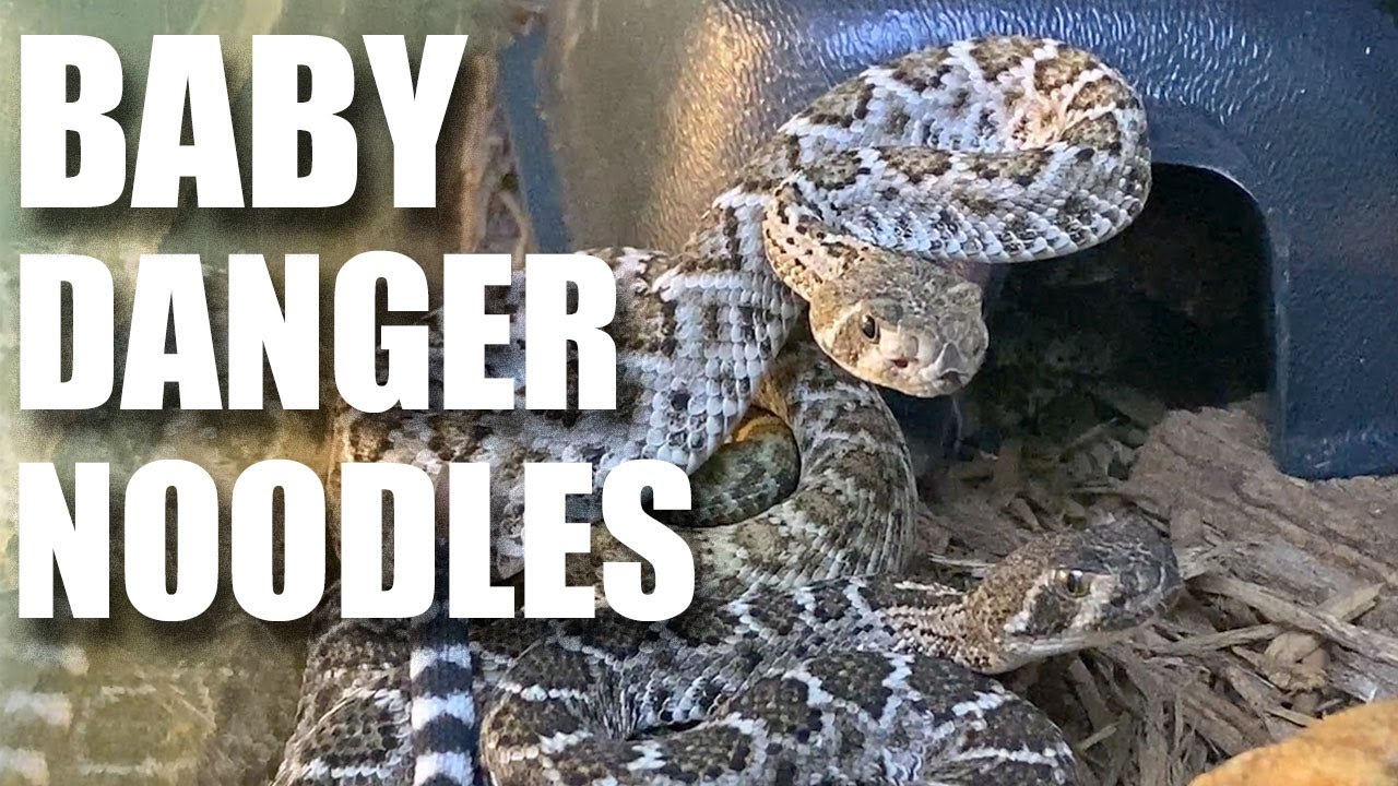 Our two new Baby Western Diamond Back Rattlesnakes Wyatt and Dixie ...