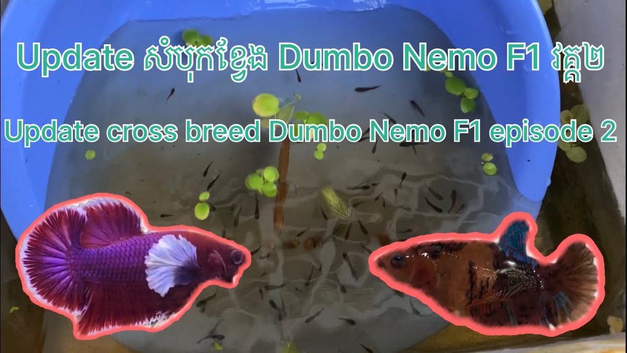 Update សំបុកខ្វែង Dumbo Nemo F1 វគ្គ២# update cross breed Dumbo Nemo F1 ...