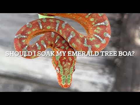 Is It Safe To Soak My Emerald Tree Boa Or Green Tree Python? - YouTube