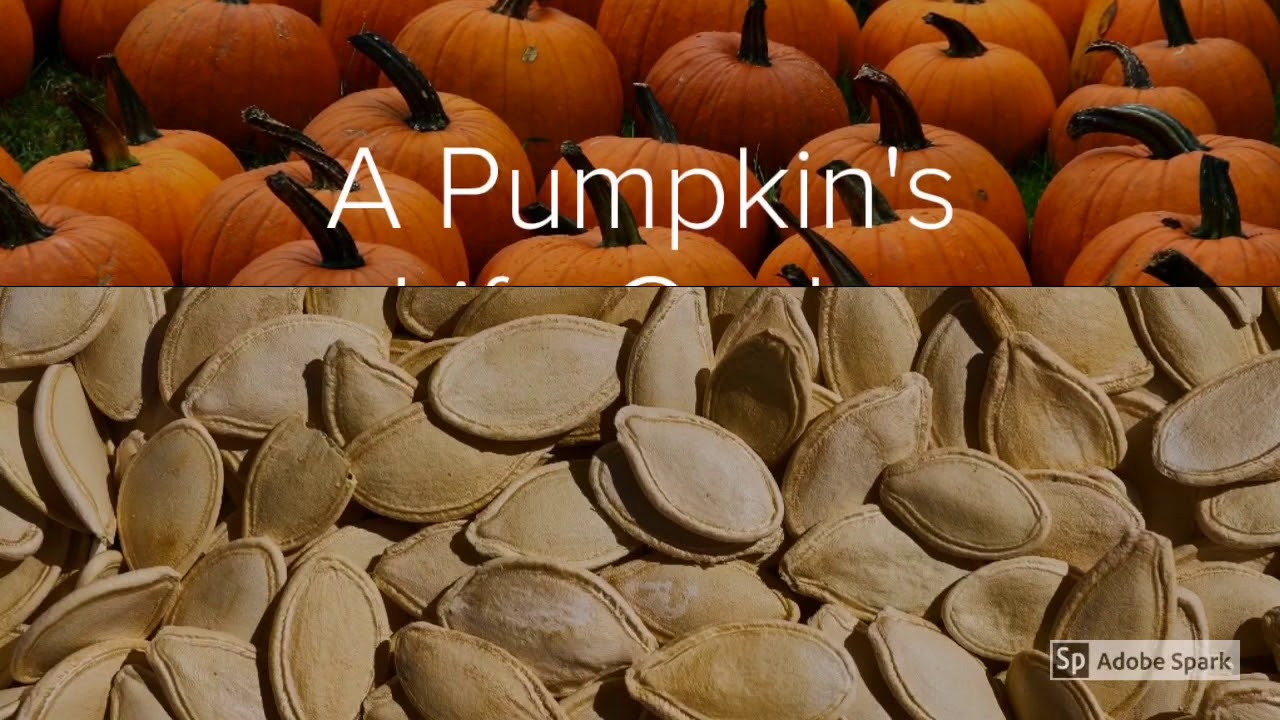 A Pumpkin's Life Cycle - YouTube