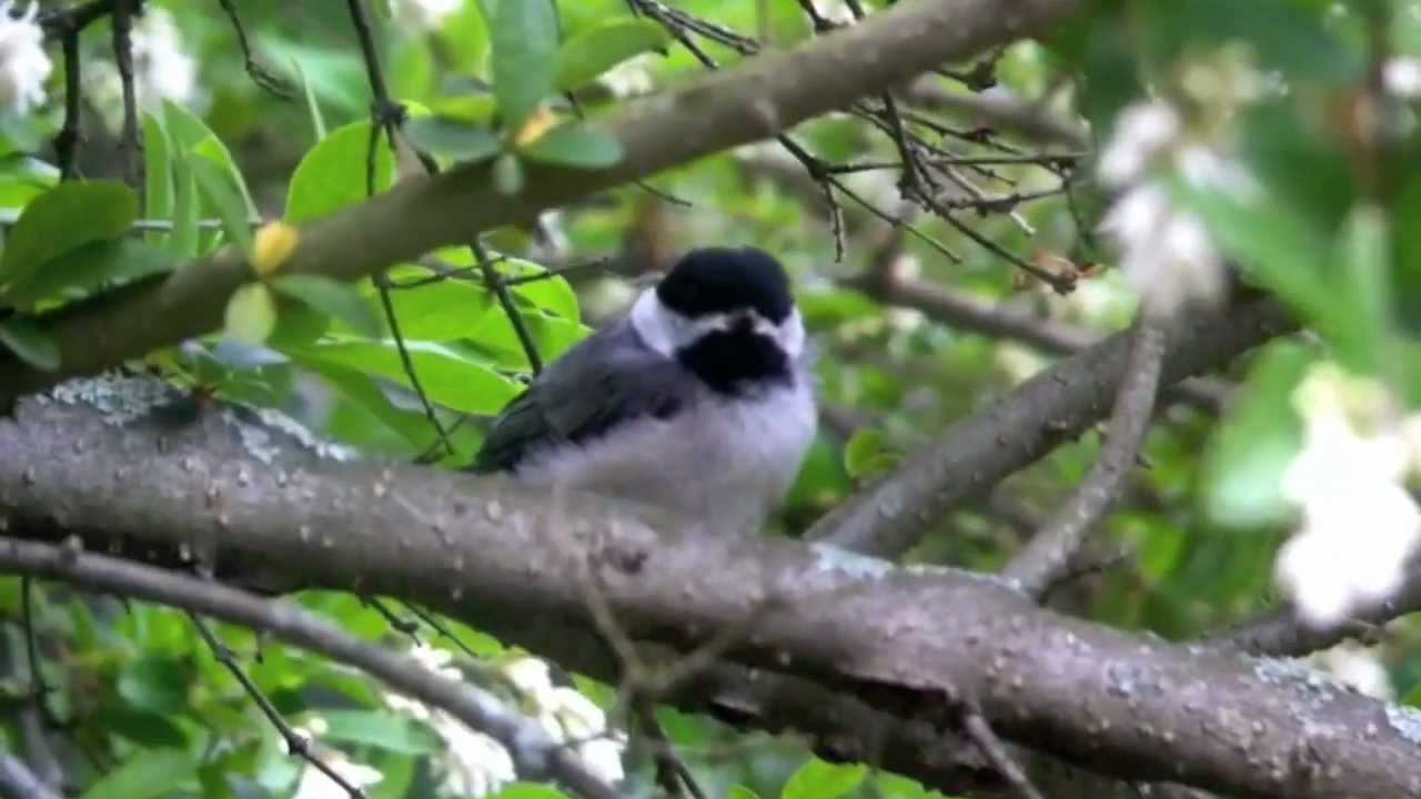 Carolina Chickadee Fledgling - YouTube