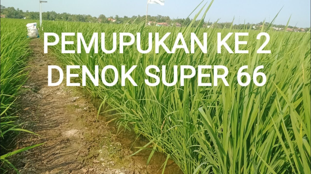 Pemupukan ke 2 padi Denok super 66 - YouTube