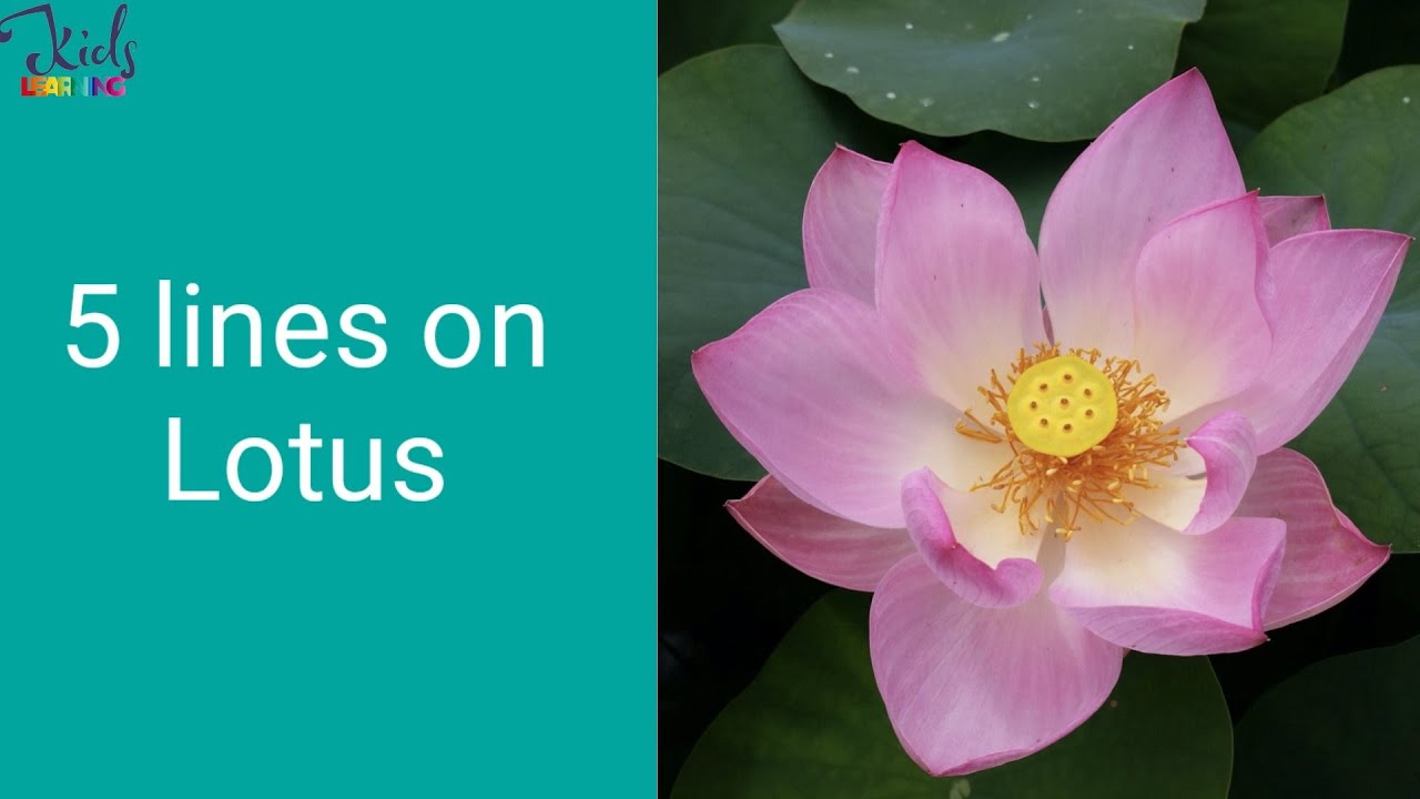 5 Lines On Lotus For Kids | Essay On Lotus | Speech On Lotus ...