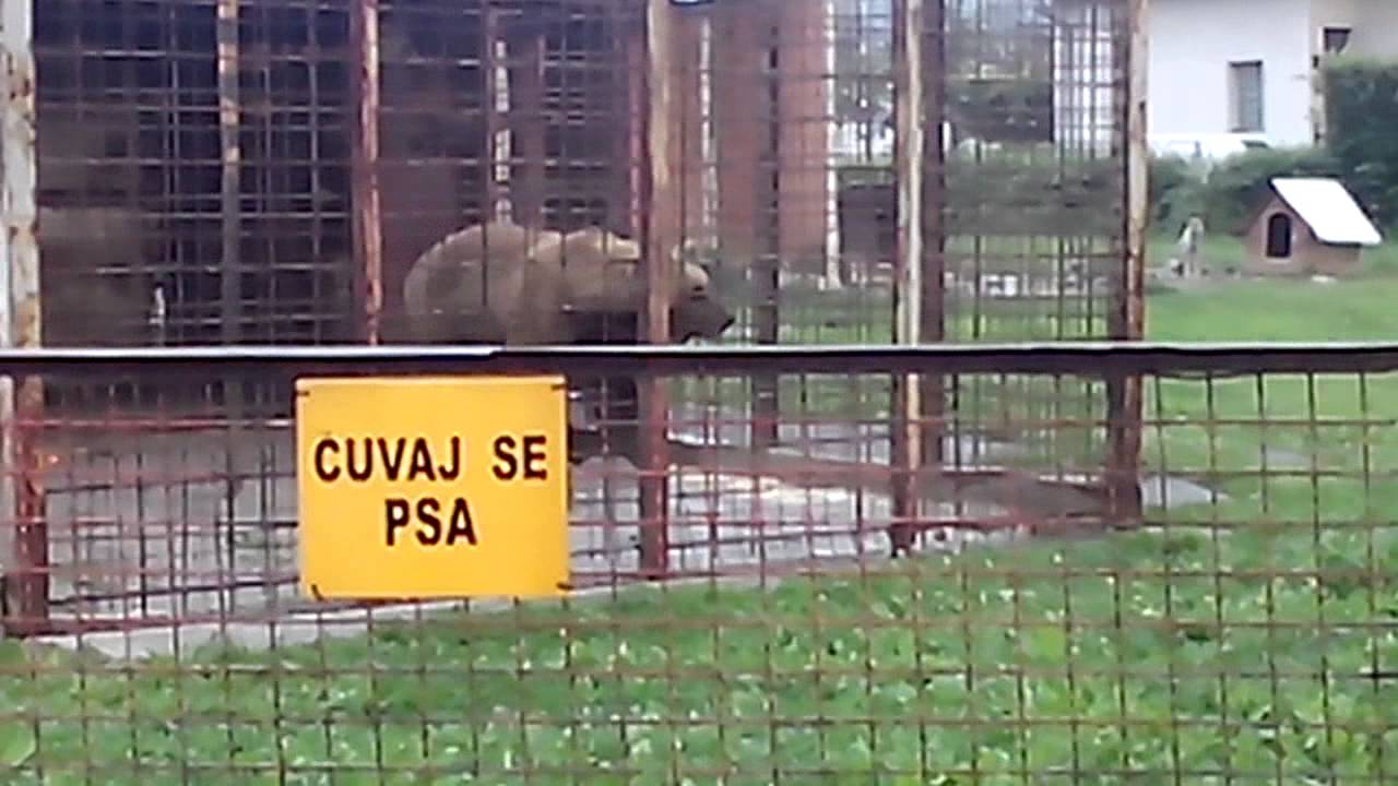Cuvaj se " PSA " BOSNA RULEZ :) - YouTube