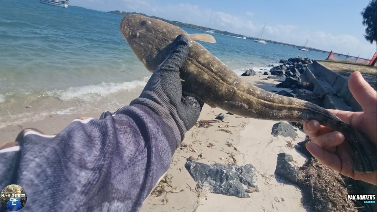 lippin flatty land based in the Passage, Bribie Island, Australia # ...