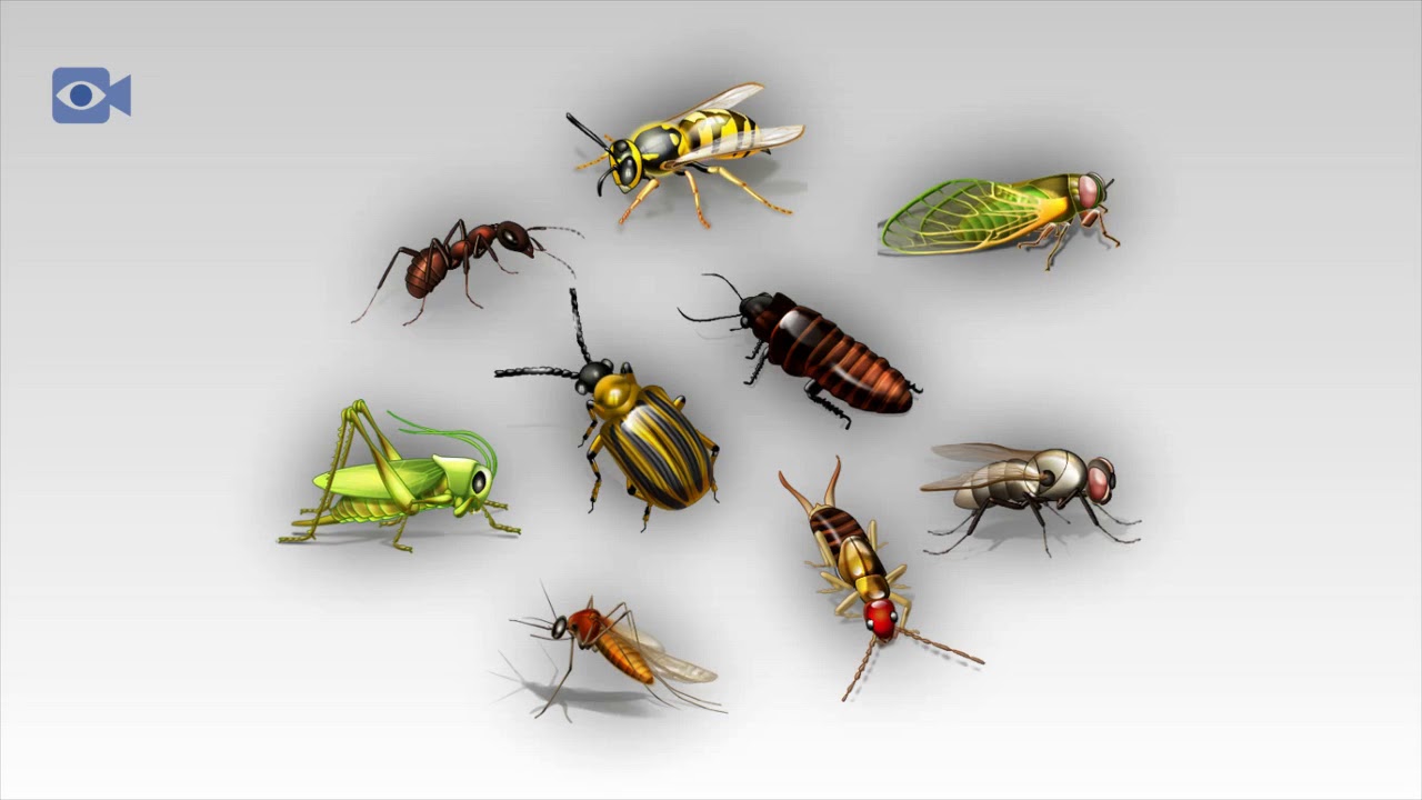 Insect - YouTube