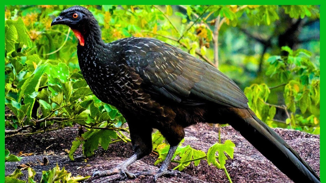 POR QUE a AVE JACU é CONSIDERADO um TESOURO da FAUNA BRASILEIRA? - YouTube