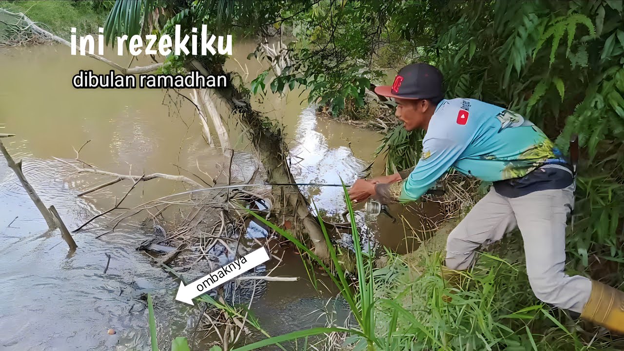 Tumpukan ranting kayu menjadi sarang ikan gurami - YouTube